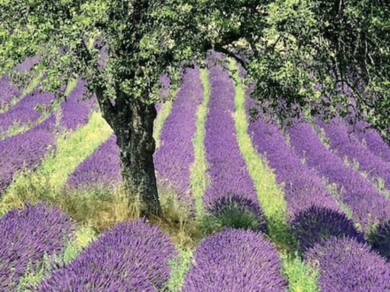 Circuit des Gorges du Verdon et des Champs de Lavande, Nizza - Tickets ...